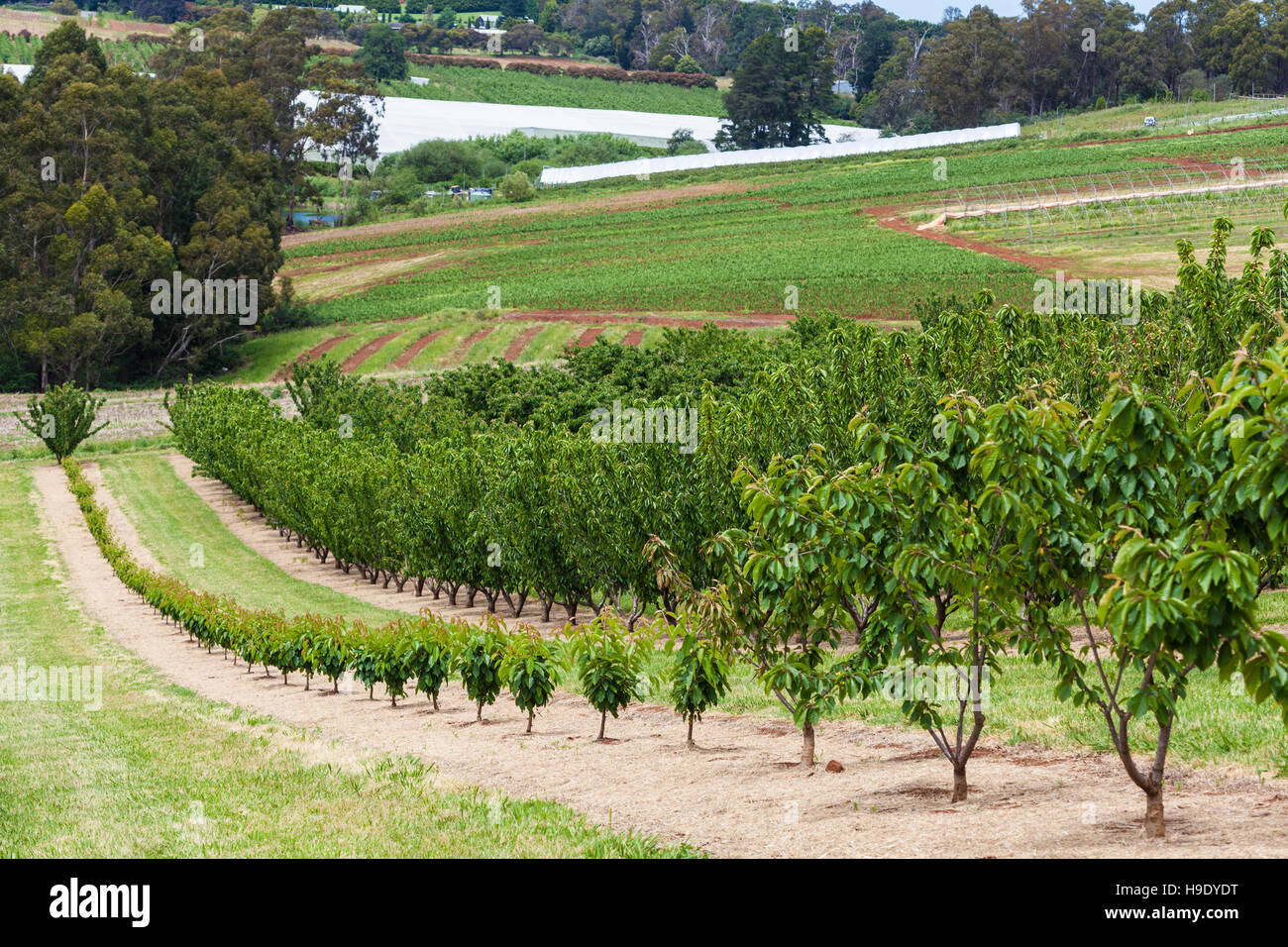 Cherry trees australia hi-res stock photography and images - Alamy