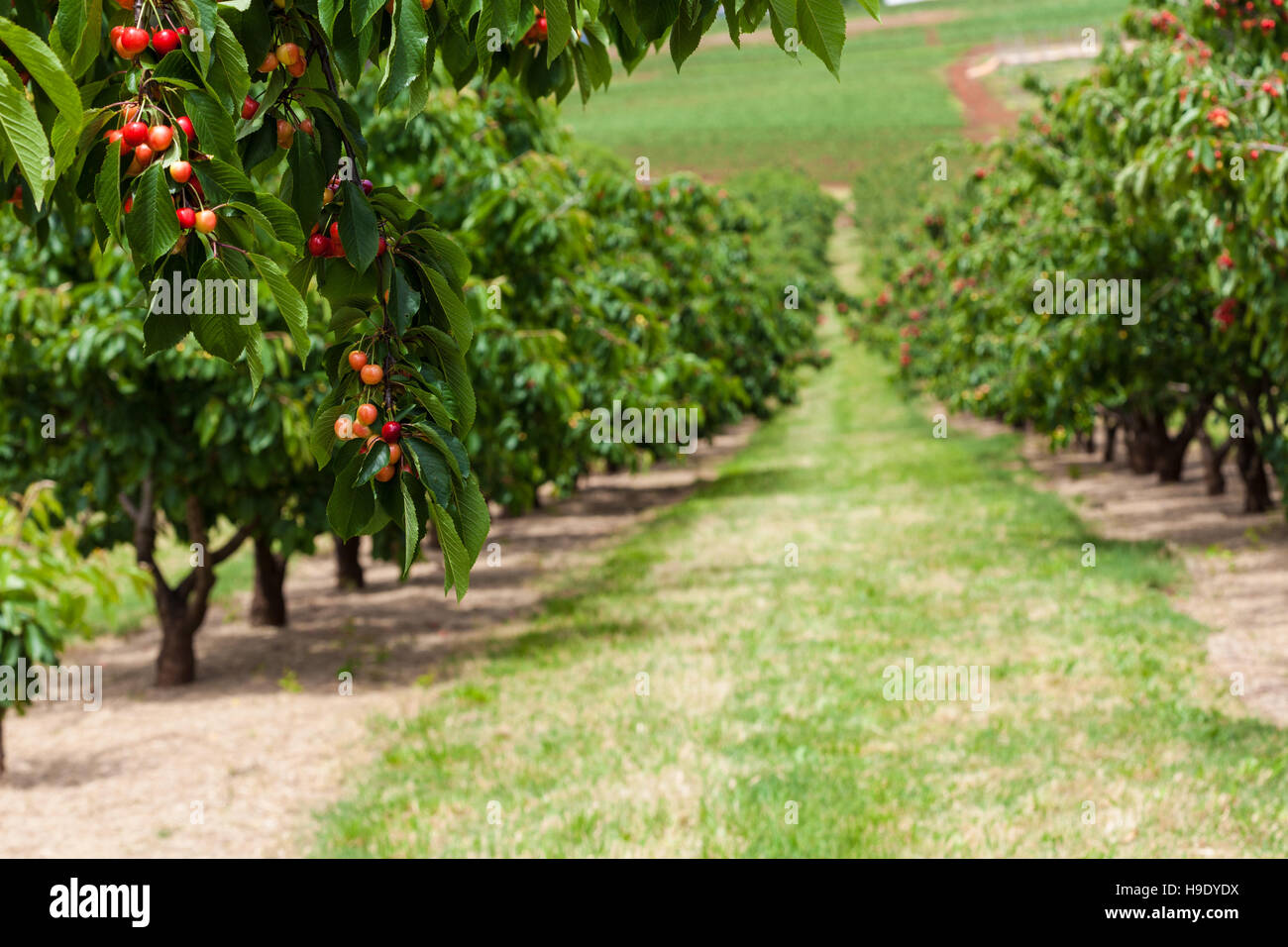 Delicious red cherries hanging on tree branch with rows of cherry tree ...