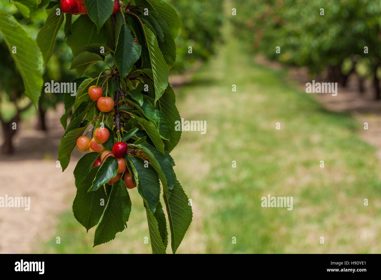 Delicious red cherries hanging on tree branch with rows of cherry tree ...
