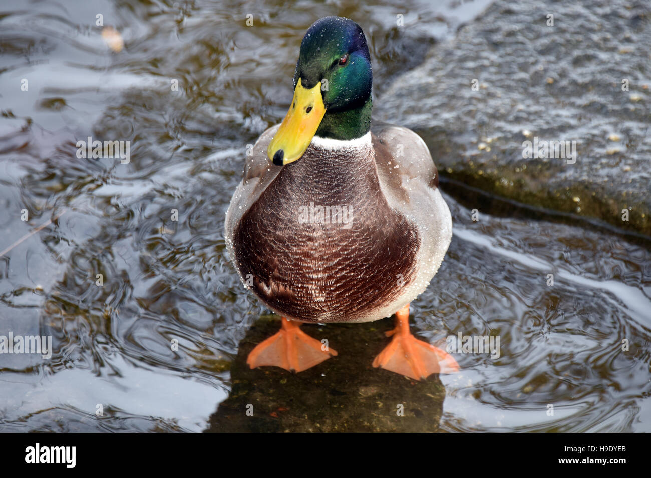 Bill drake hi-res stock photography and images - Alamy