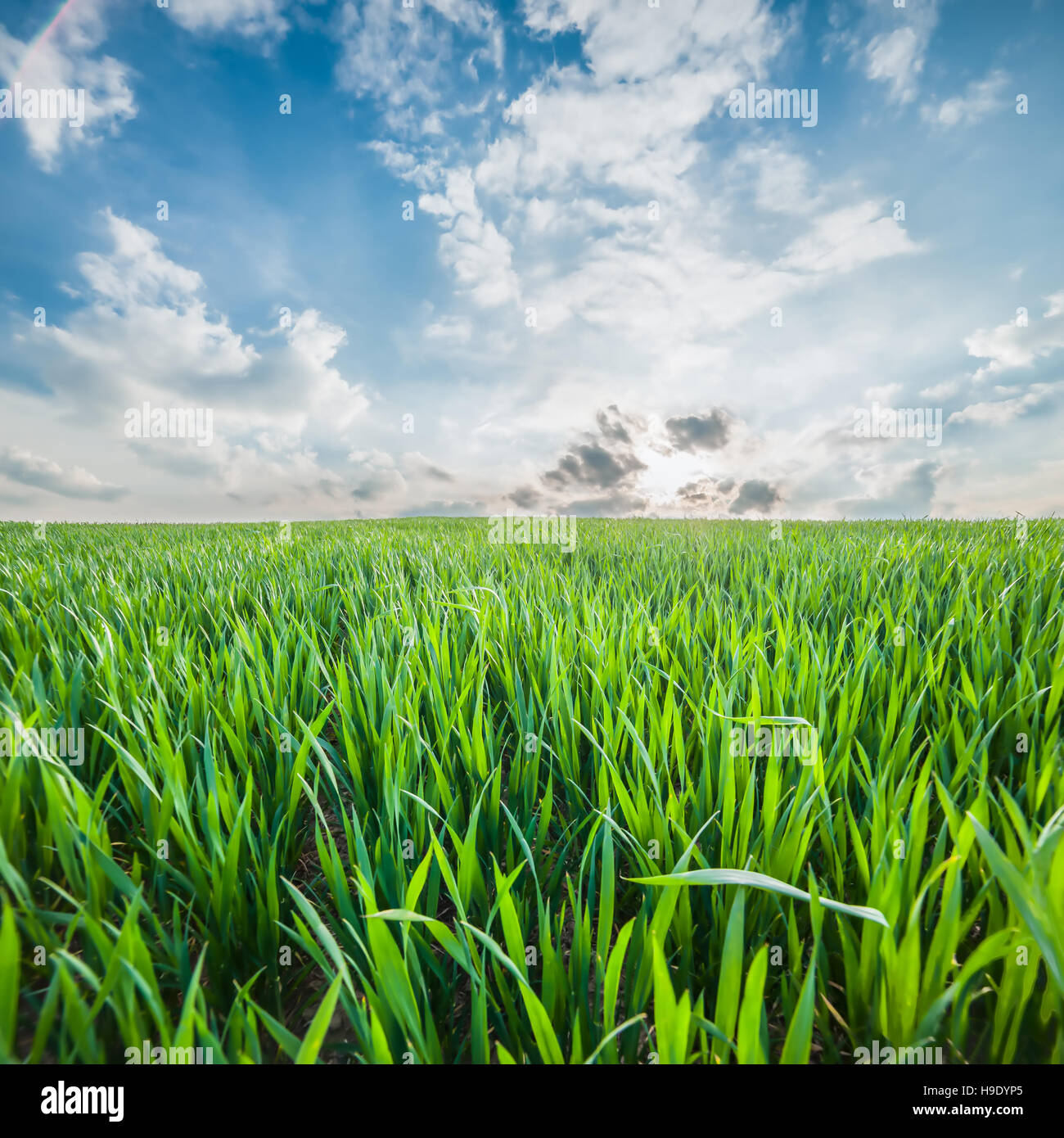 Landscape with fields and sky; green field with young bright grass ...