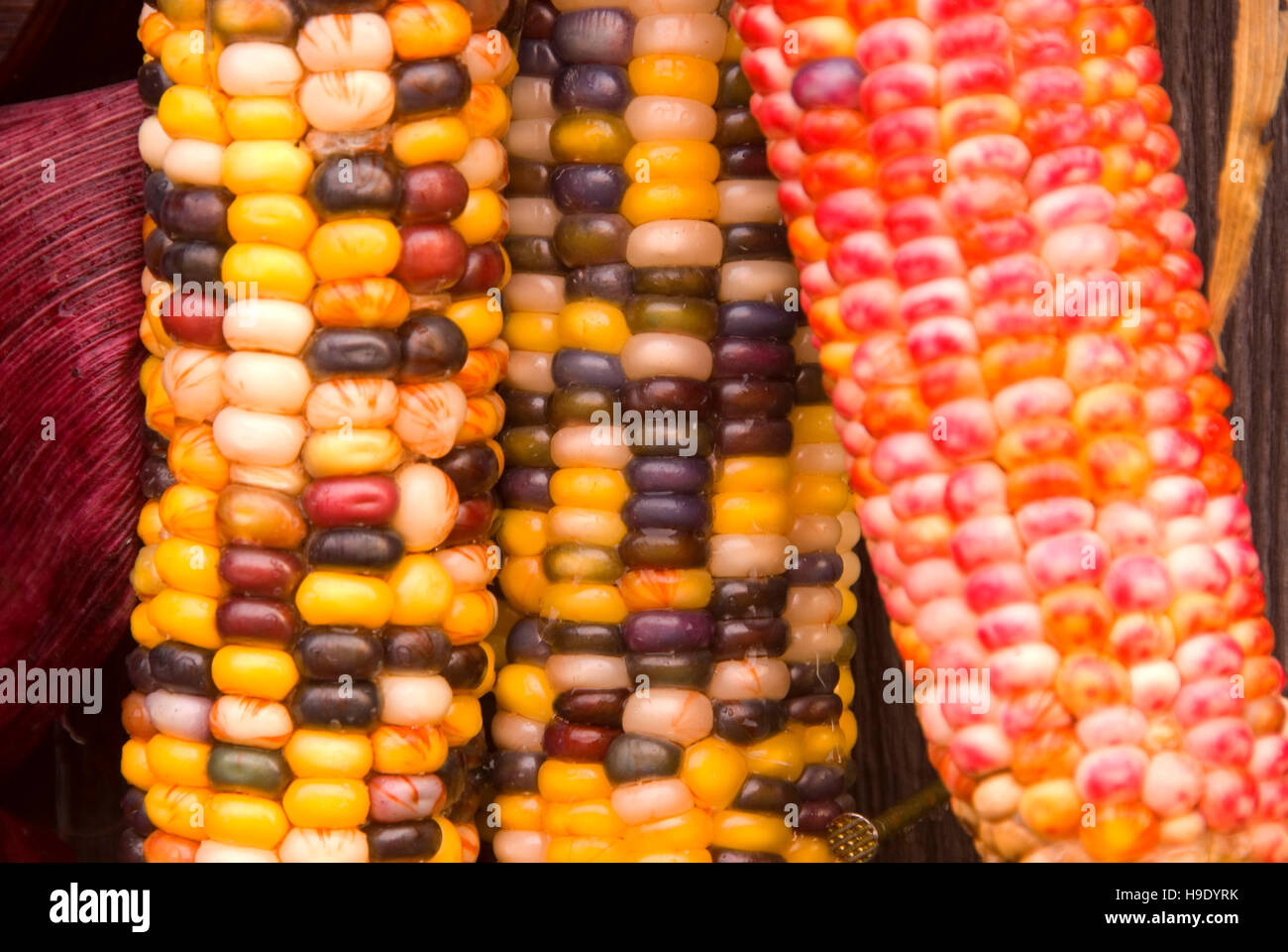 Indian corn at farm stand, Ontario County, New York Stock Photo - Alamy