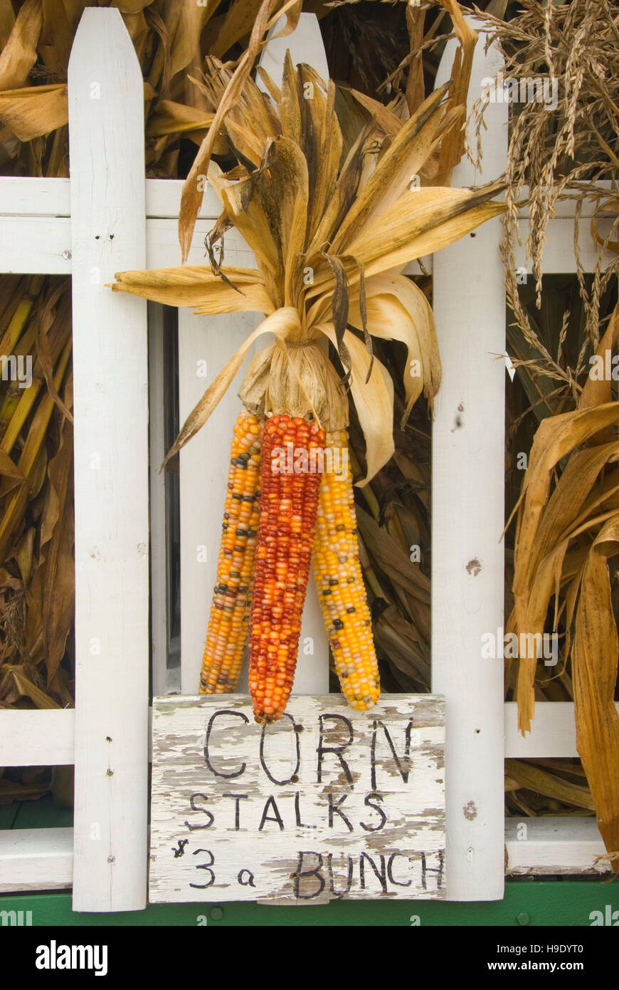 Indian corn hi-res stock photography and images - Alamy