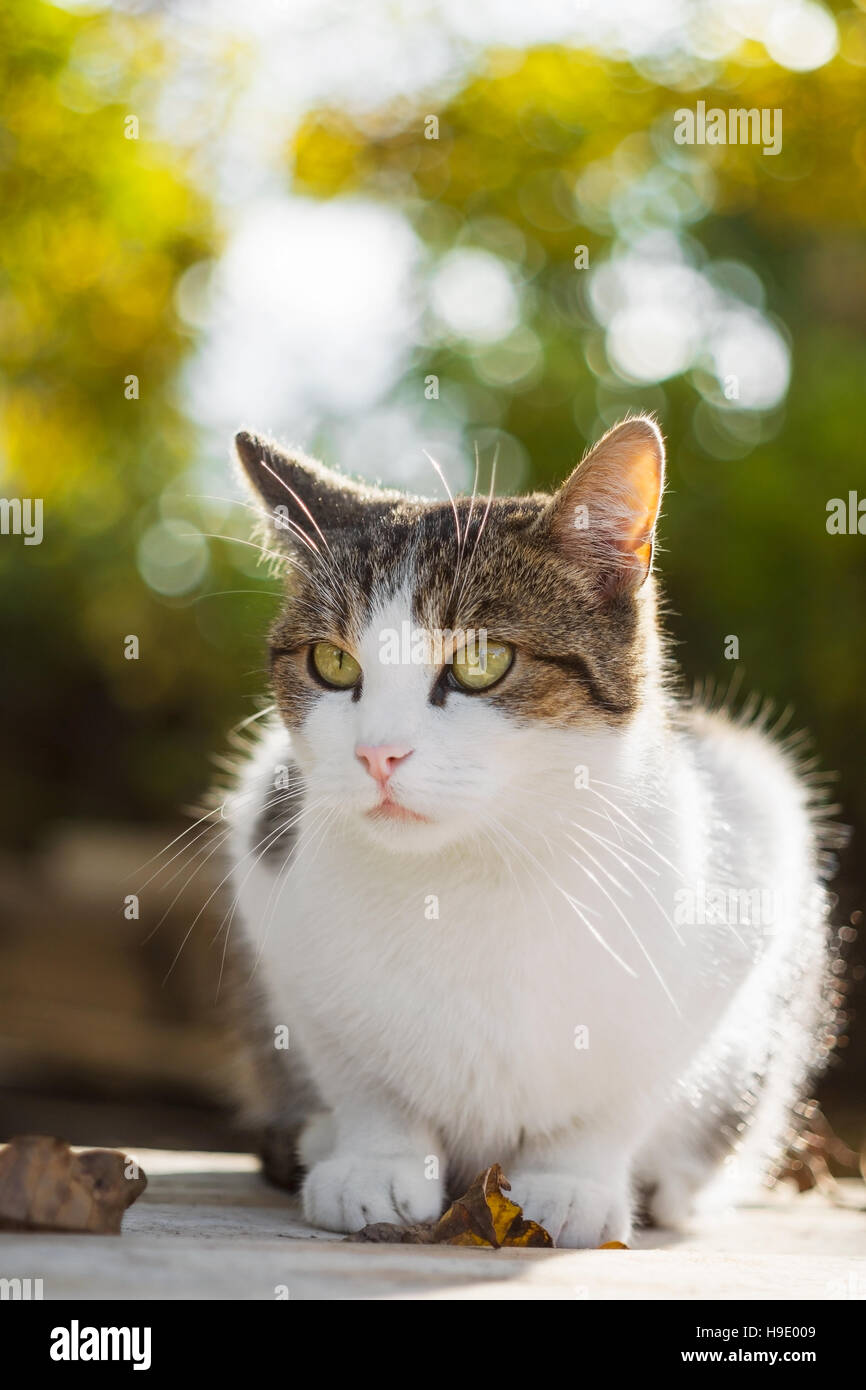 Sunshine cat hi-res stock photography and images - Alamy