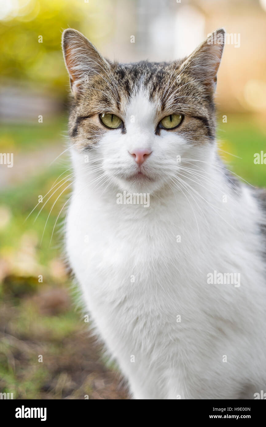 Portrait of kitty hi-res stock photography and images - Alamy