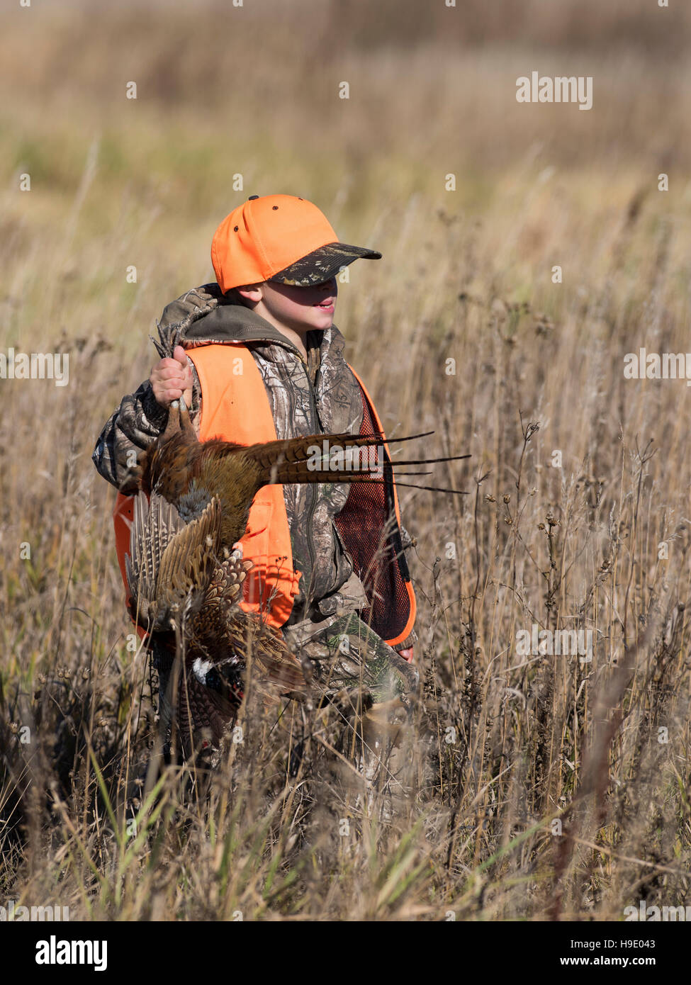 A young pheasant hunter with Rooster Pheasants Stock Photo - Alamy