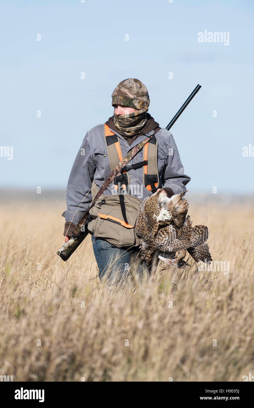 Sharp tailed grouse montana hi-res stock photography and images - Alamy