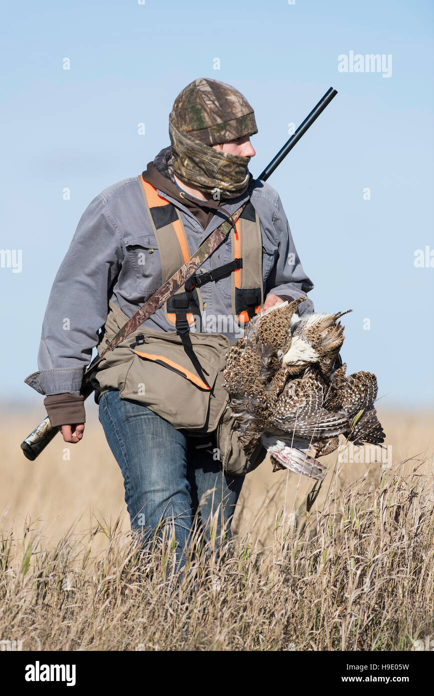 Sharp tailed grouse montana hi-res stock photography and images - Alamy