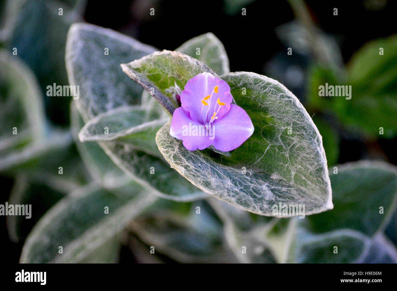 Pubescent hi-res stock photography and images - Alamy