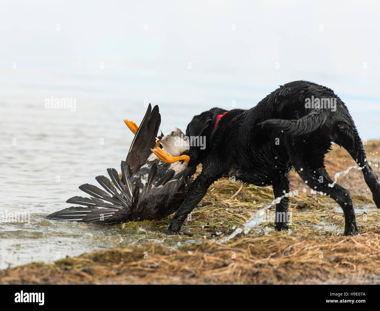 A Black Labrador Retriever with a White-fronted Goose Stock Photo - Alamy