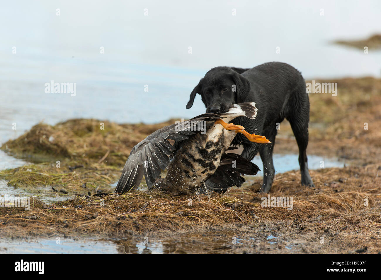 A Black Labrador Retriever with a White-fronted Goose Stock Photo - Alamy