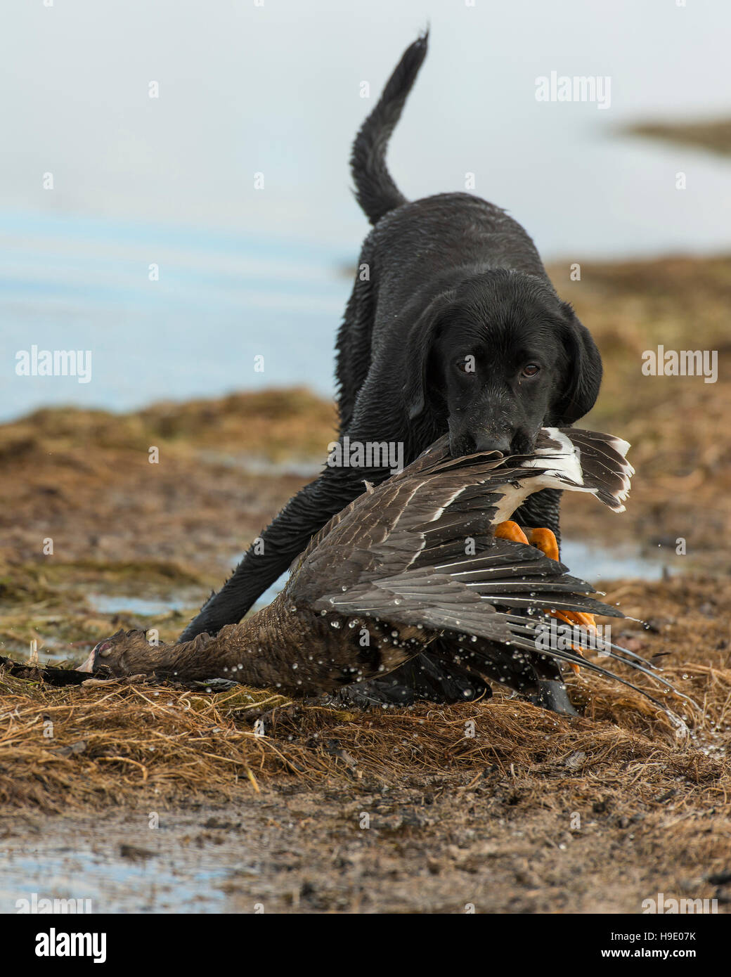 A Black Labrador Retriever with a White-fronted Goose Stock Photo - Alamy