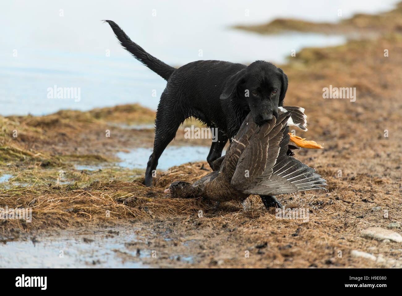 A Black Labrador Retriever with a White-fronted Goose Stock Photo - Alamy