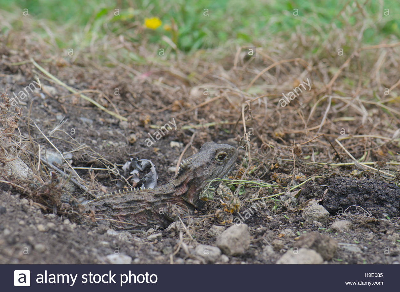 Sphenodontia High Resolution Stock Photography and Images - Alamy