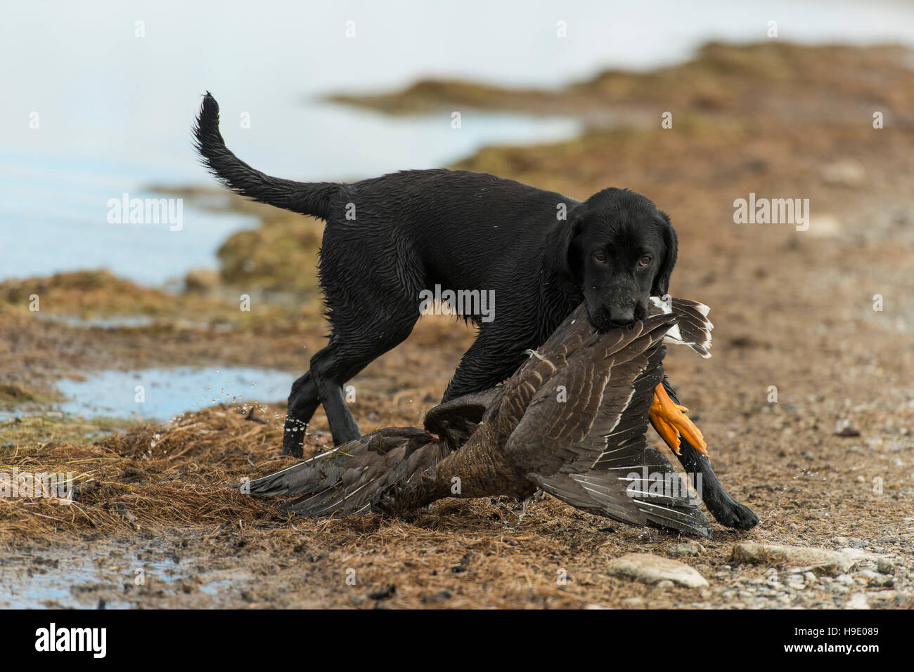 A Black Labrador Retriever with a White-fronted Goose Stock Photo - Alamy