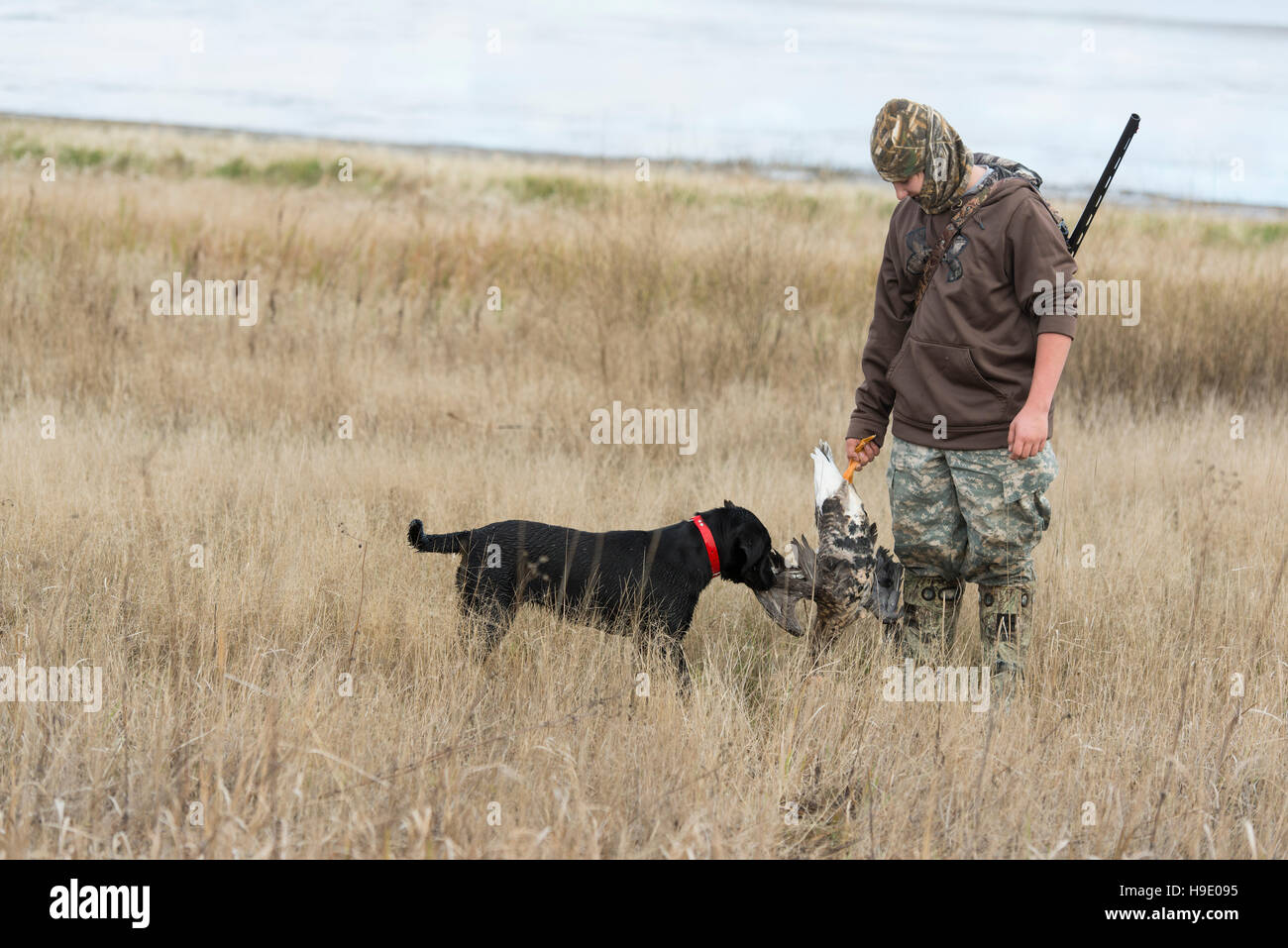 A goose hunter with a Black Labrador Retriever Stock Photo - Alamy