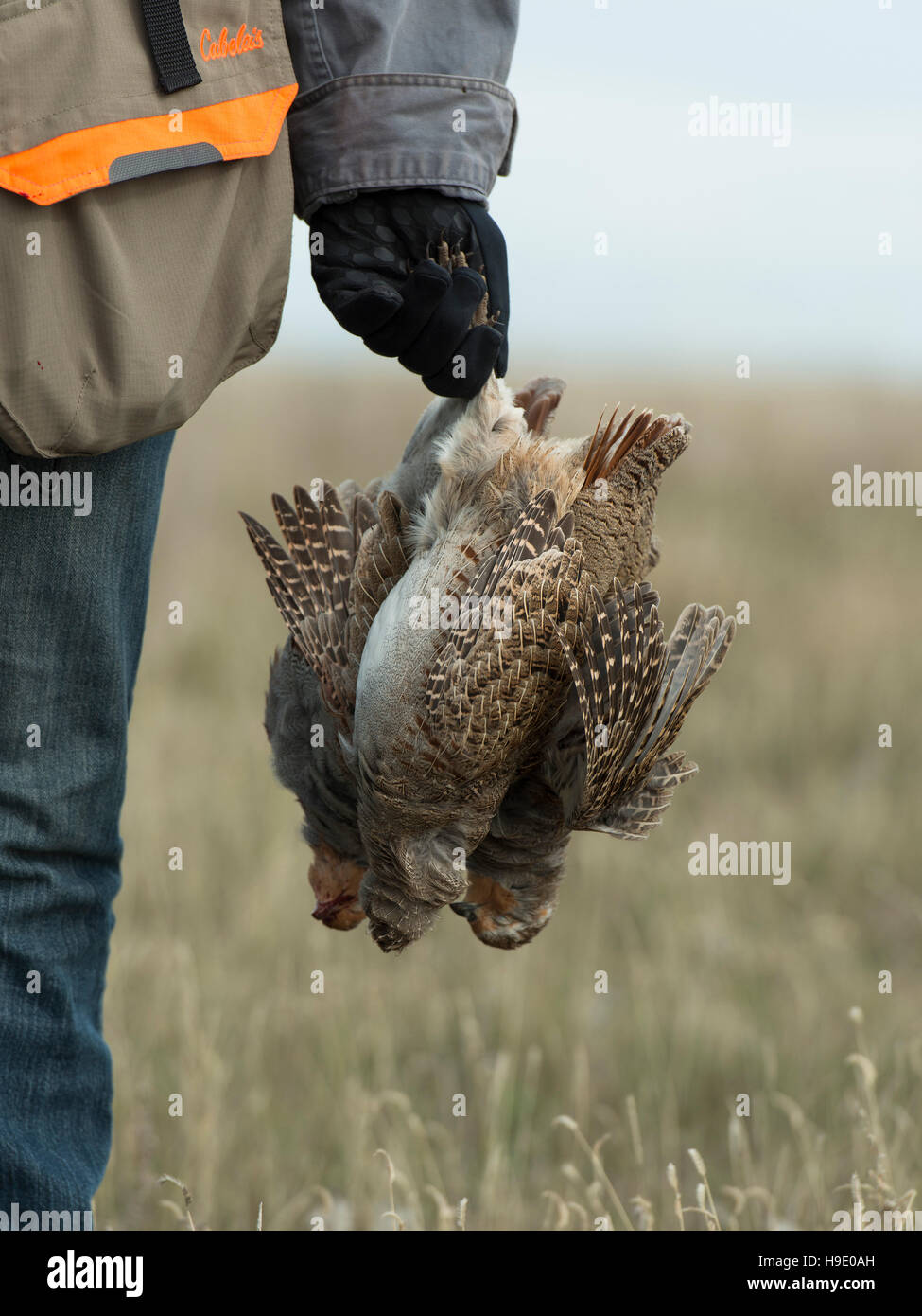 Hunting partridge hi-res stock photography and images - Alamy