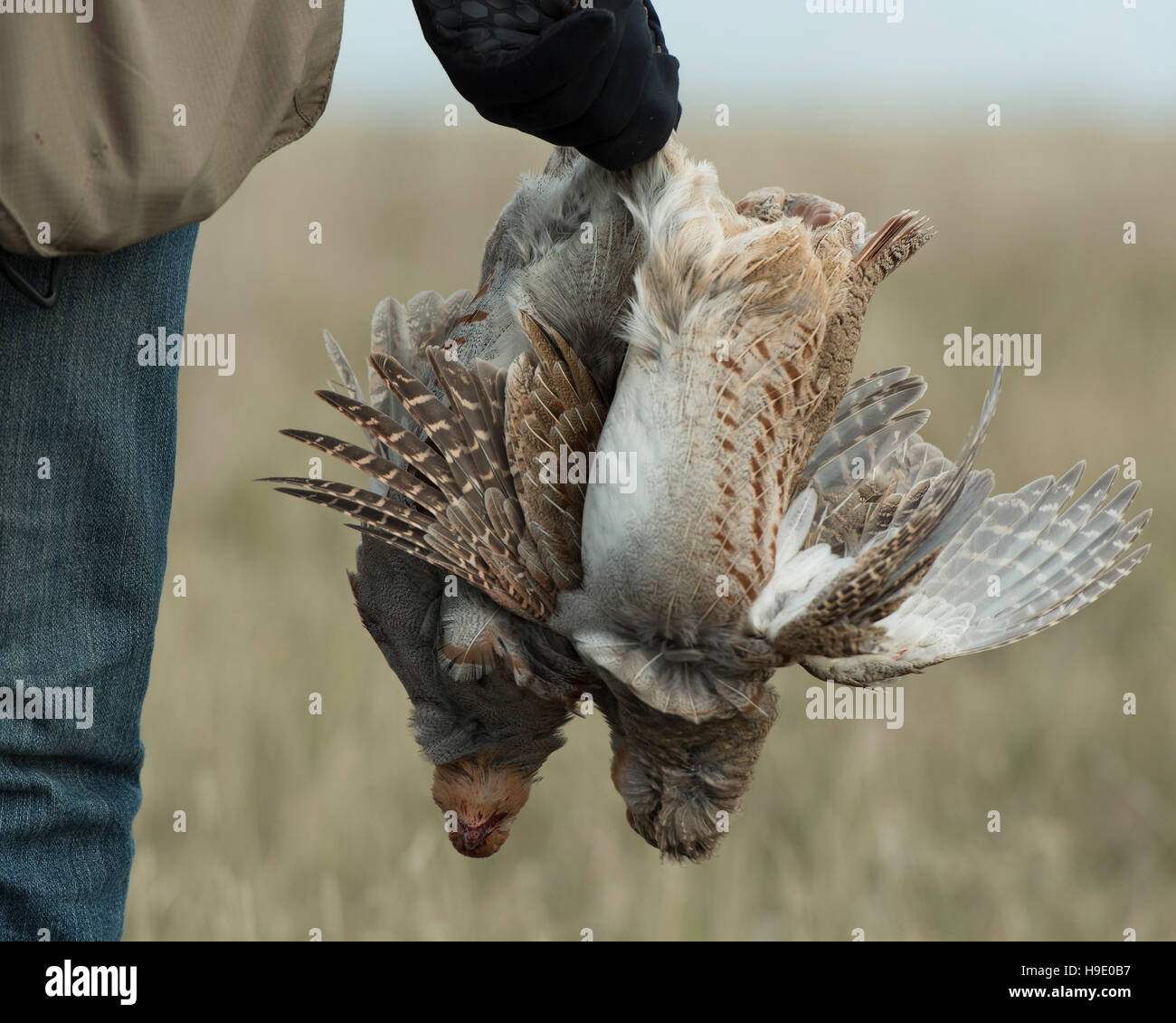 Hunting Hungarian Partridge in North Dakota Stock Photo - Alamy