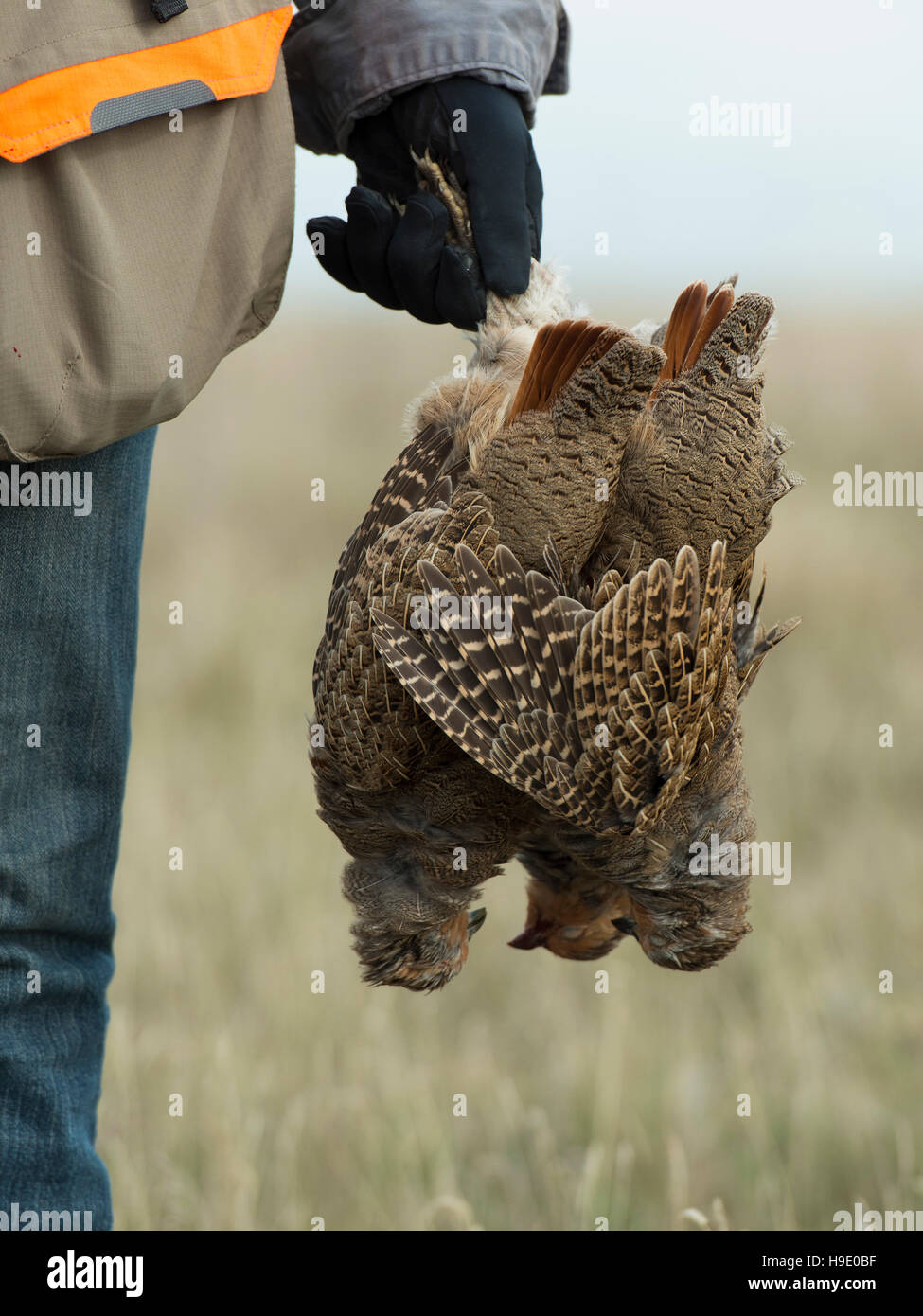 Hunting Hungarian Partridge in North Dakota Stock Photo - Alamy