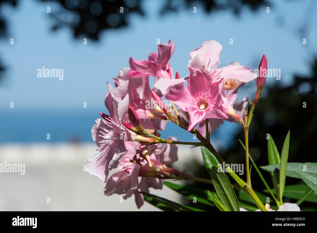 Pink oleander in garden hi-res stock photography and images - Alamy