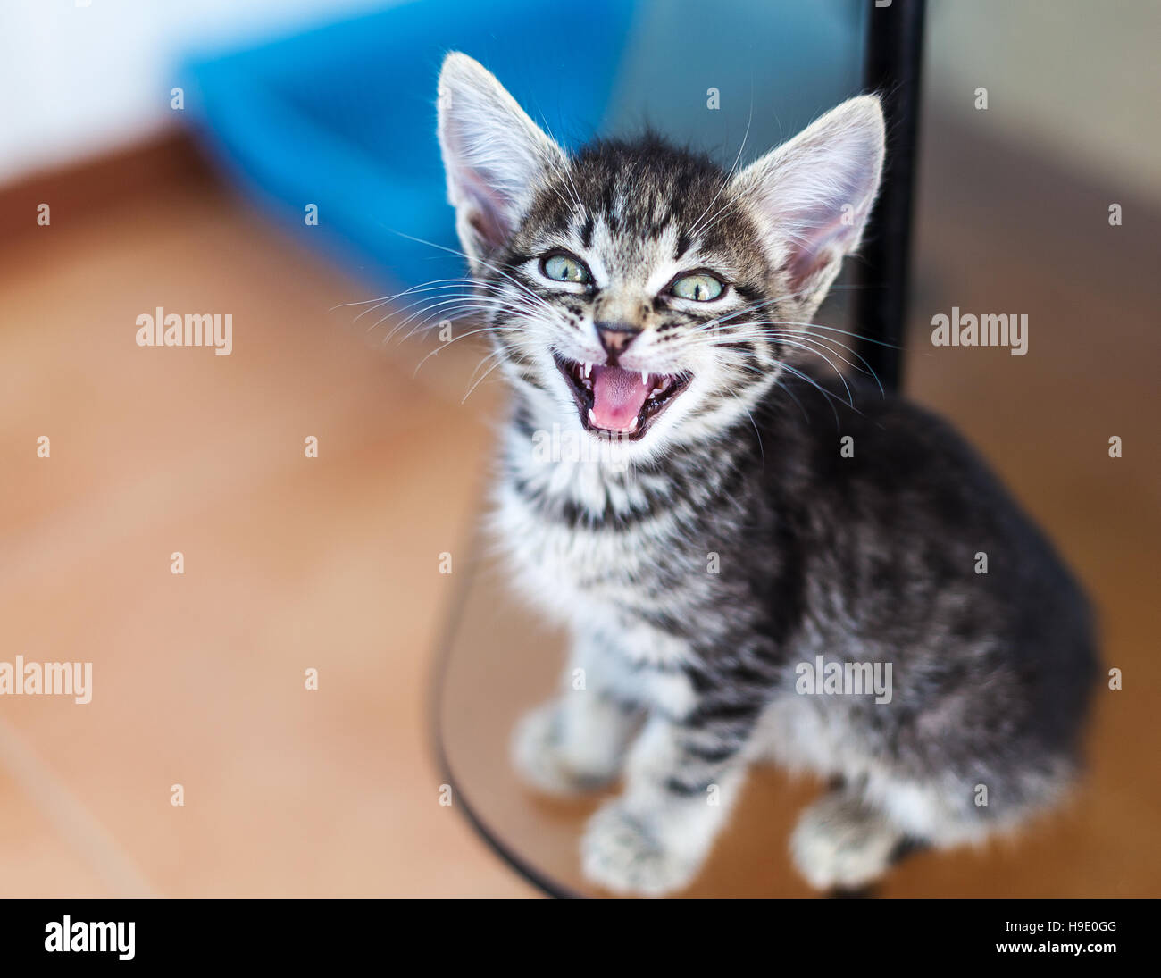 Little grey kitten mewing Stock Photo - Alamy