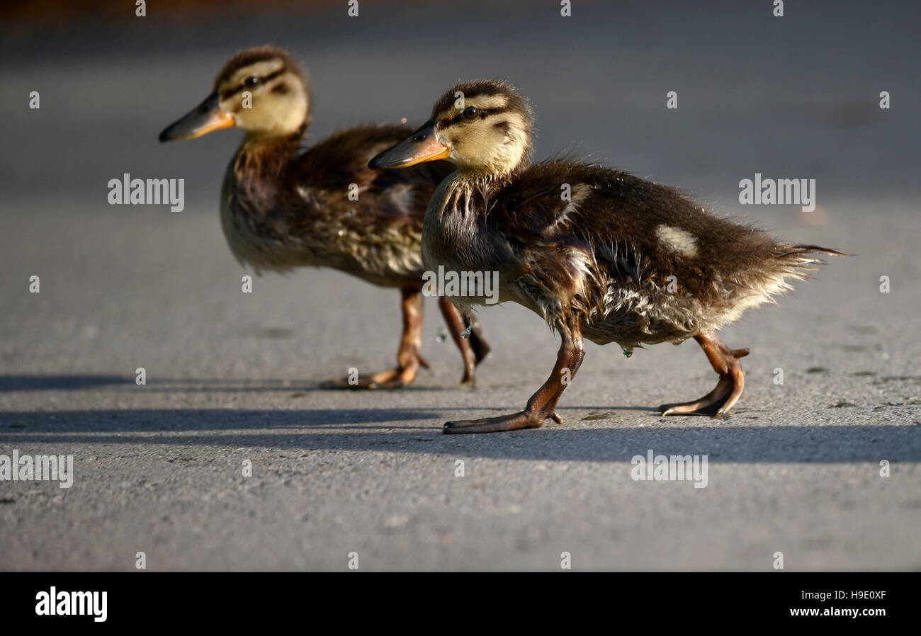 Ducklings walking hi-res stock photography and images - Alamy
