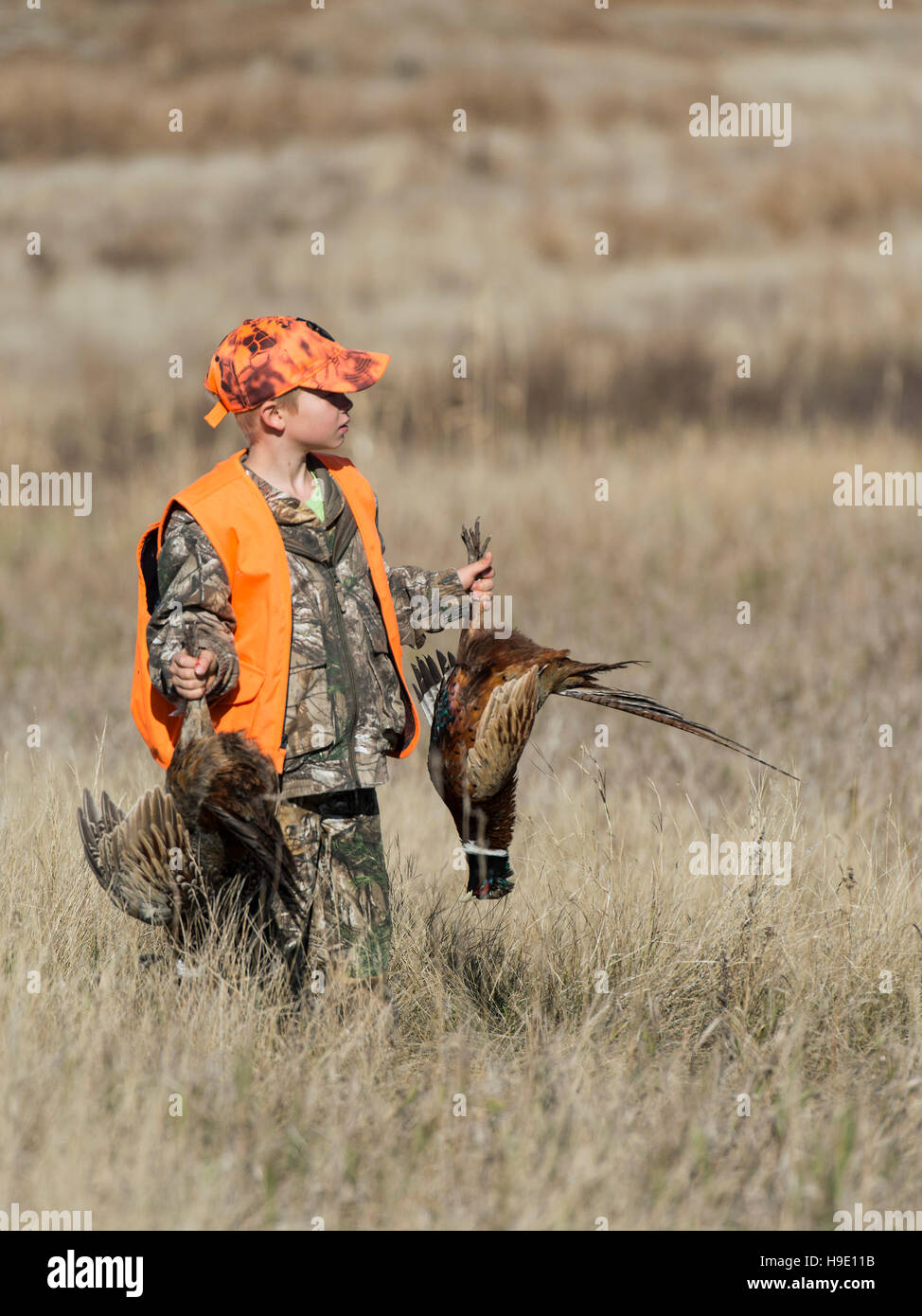 A young pheasant hunter with Rooster Pheasants Stock Photo - Alamy