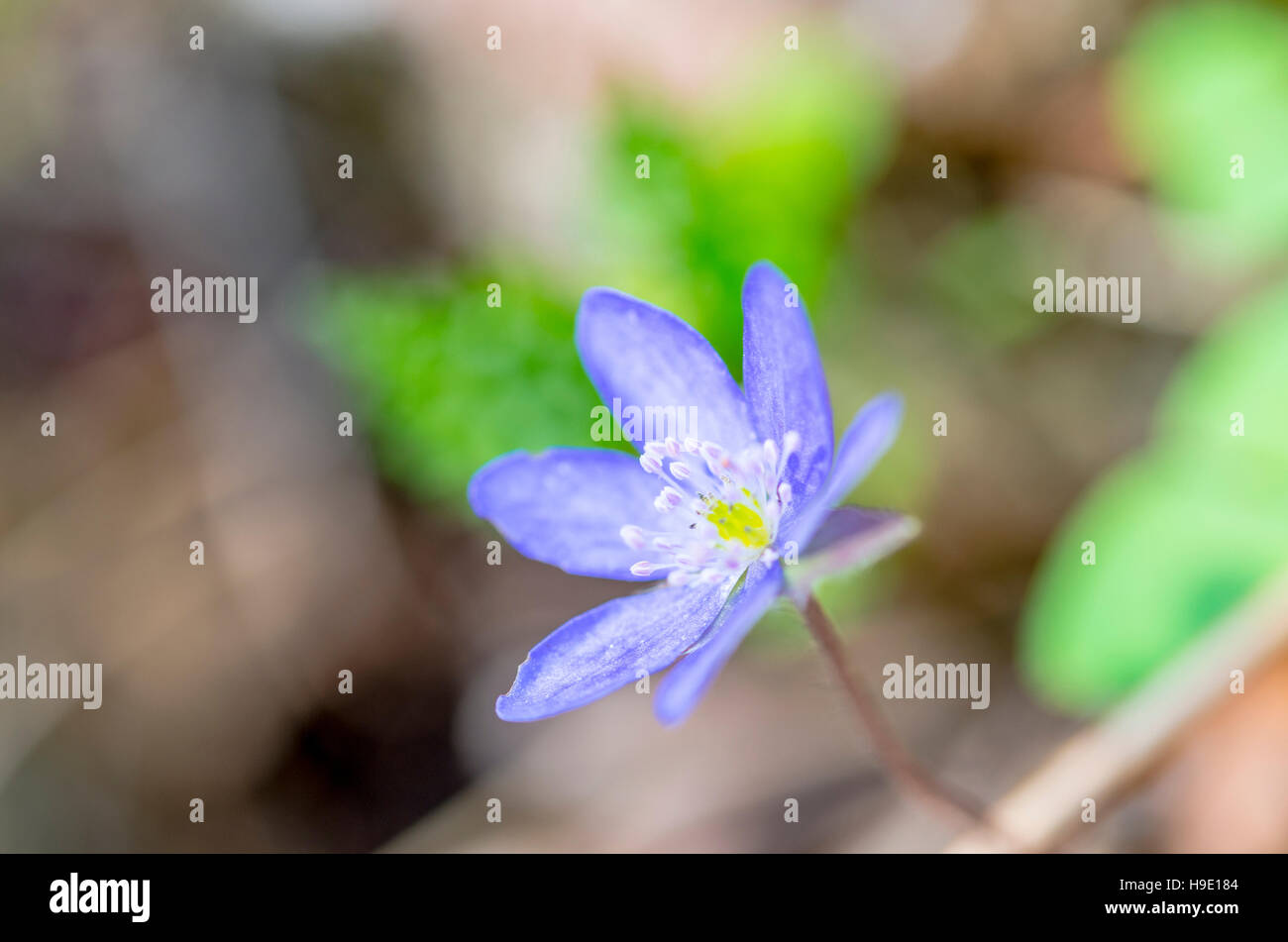 Purple Liverwort (Anemone hepatica), perennial, Bavaria, Germany Stock ...