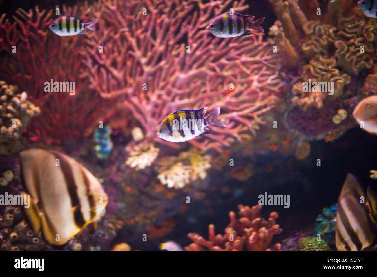 Aquarium hurghada hi-res stock photography and images - Alamy