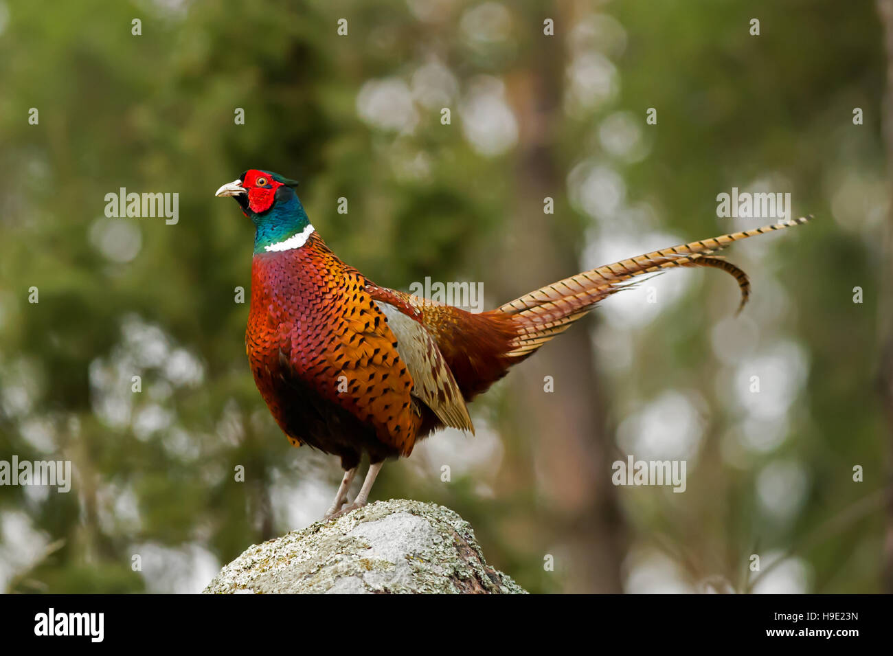 The beautiful colored male Pheasant (Phasianus colchicus) on the top of ...