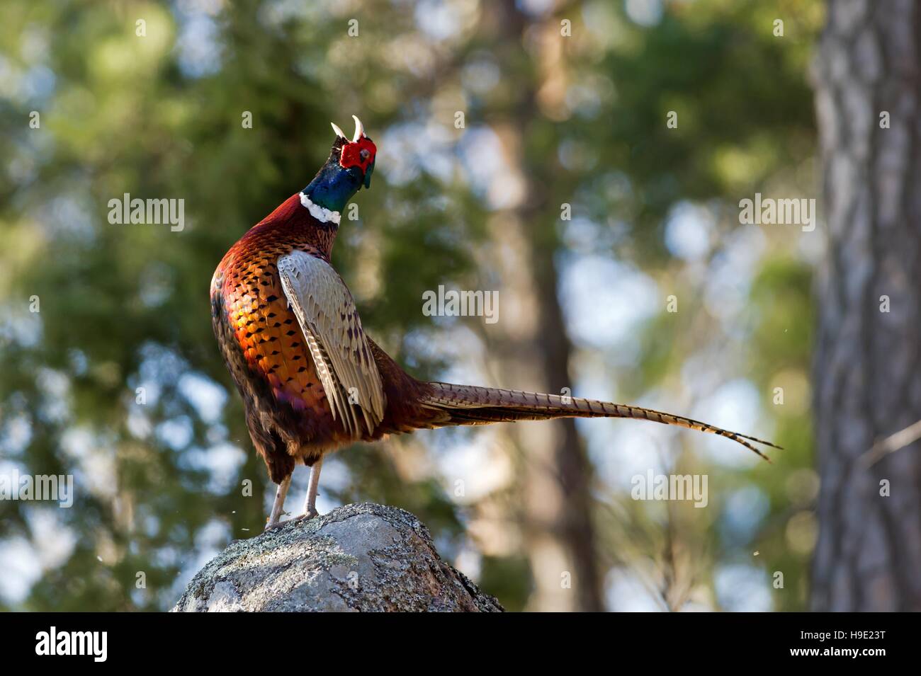 The beautiful colored male Pheasant (Phasianus colchicus) in profile on ...