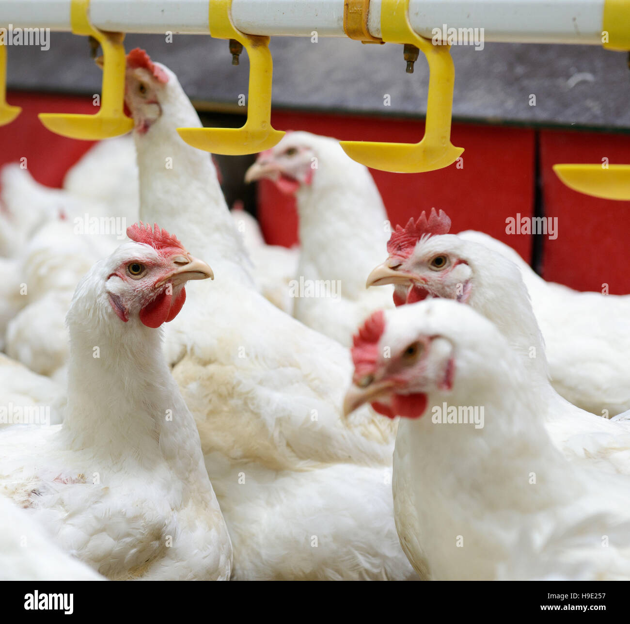 Modern chicken farm, production of white meat Stock Photo - Alamy