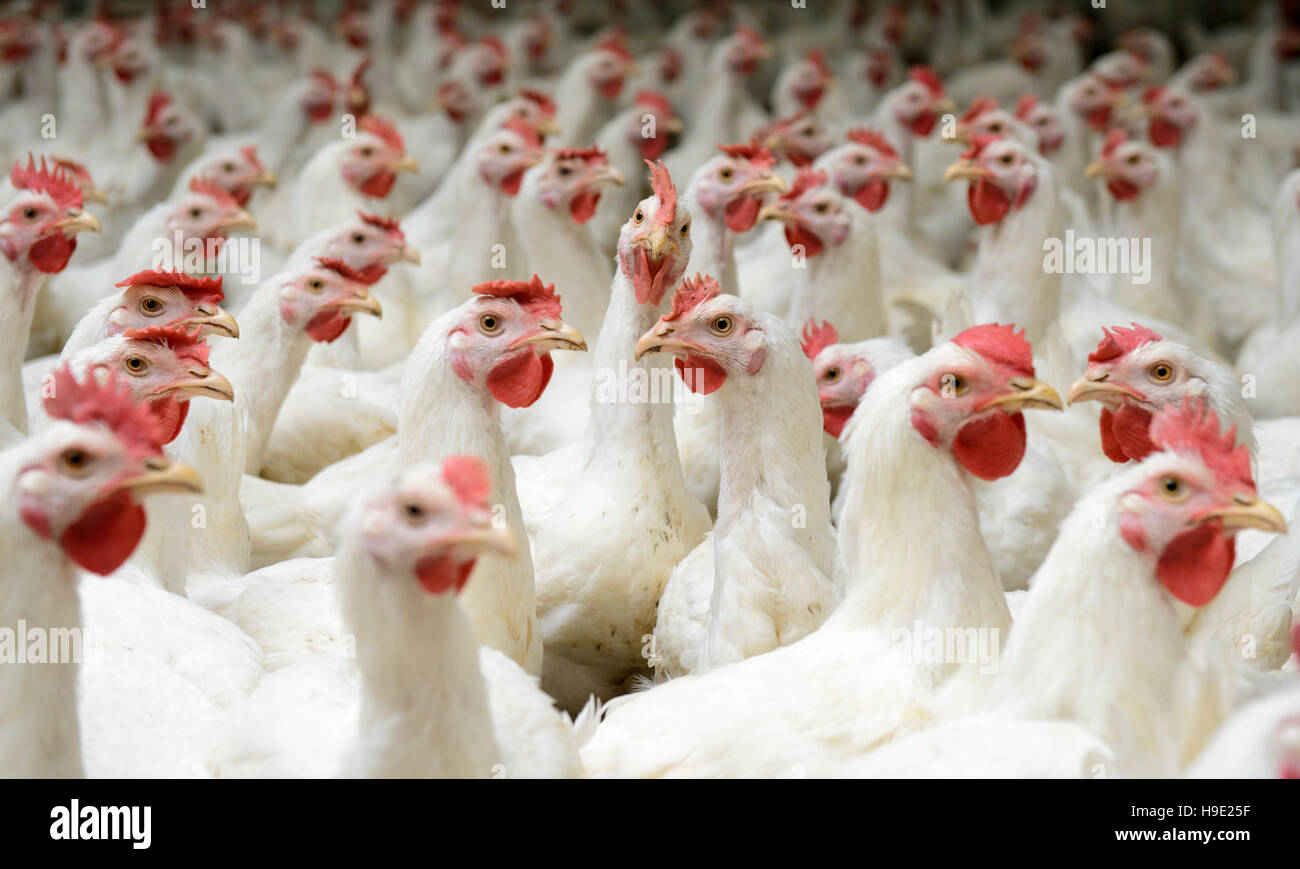 Modern chicken farm, production of white meat Stock Photo - Alamy