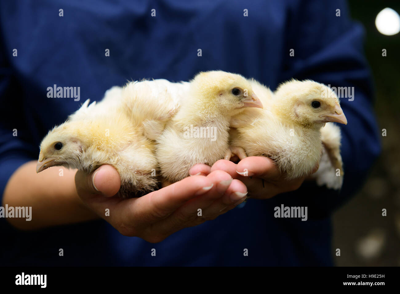 Female hands holding a chick in chicken farm Stock Photo - Alamy