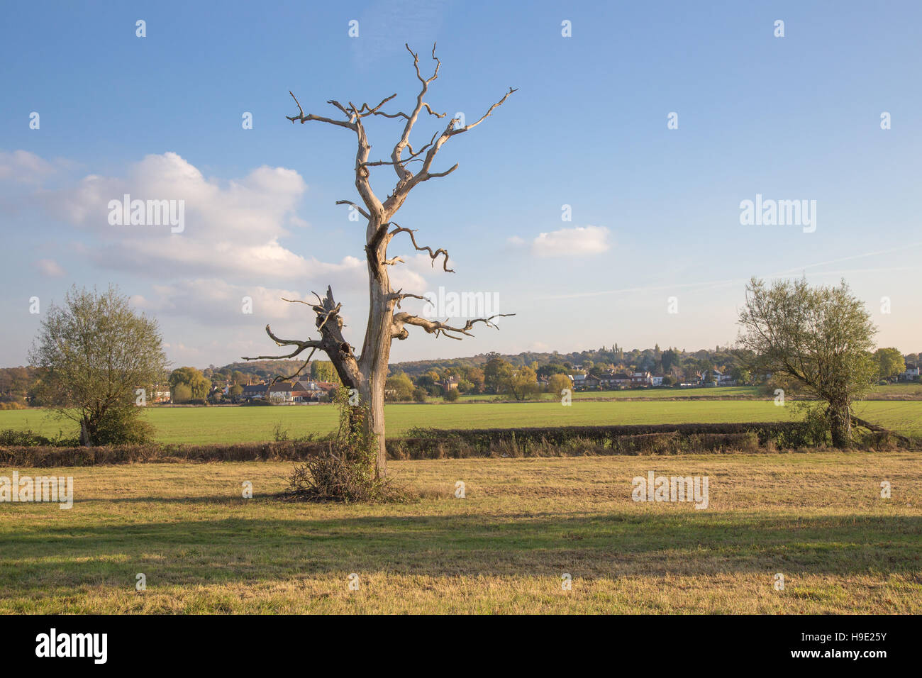 Large dead tree trunk on farmland in the Essex countryside Stock Photo ...