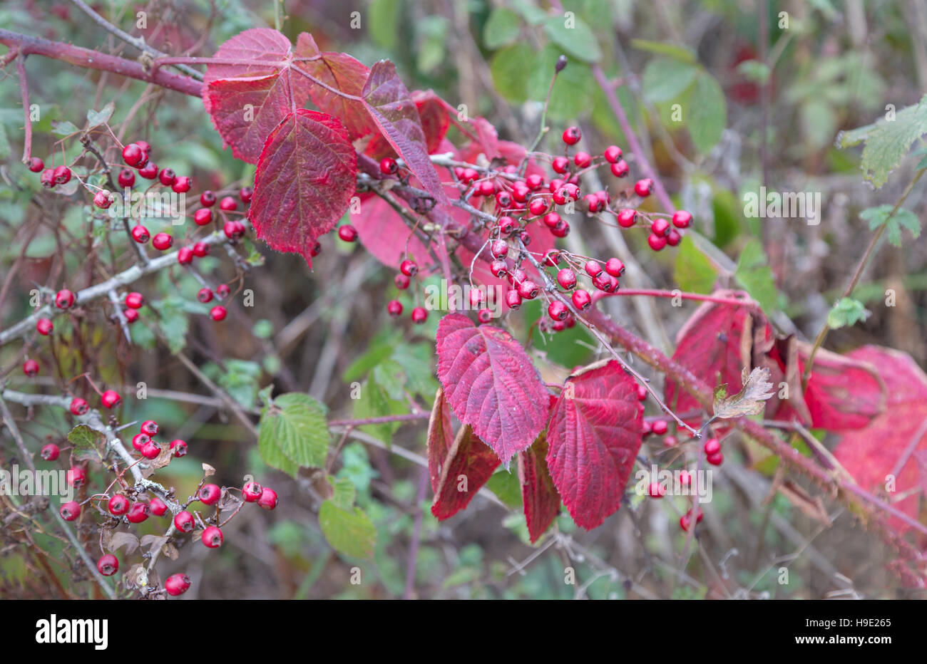 Berries of fall hi-res stock photography and images - Alamy