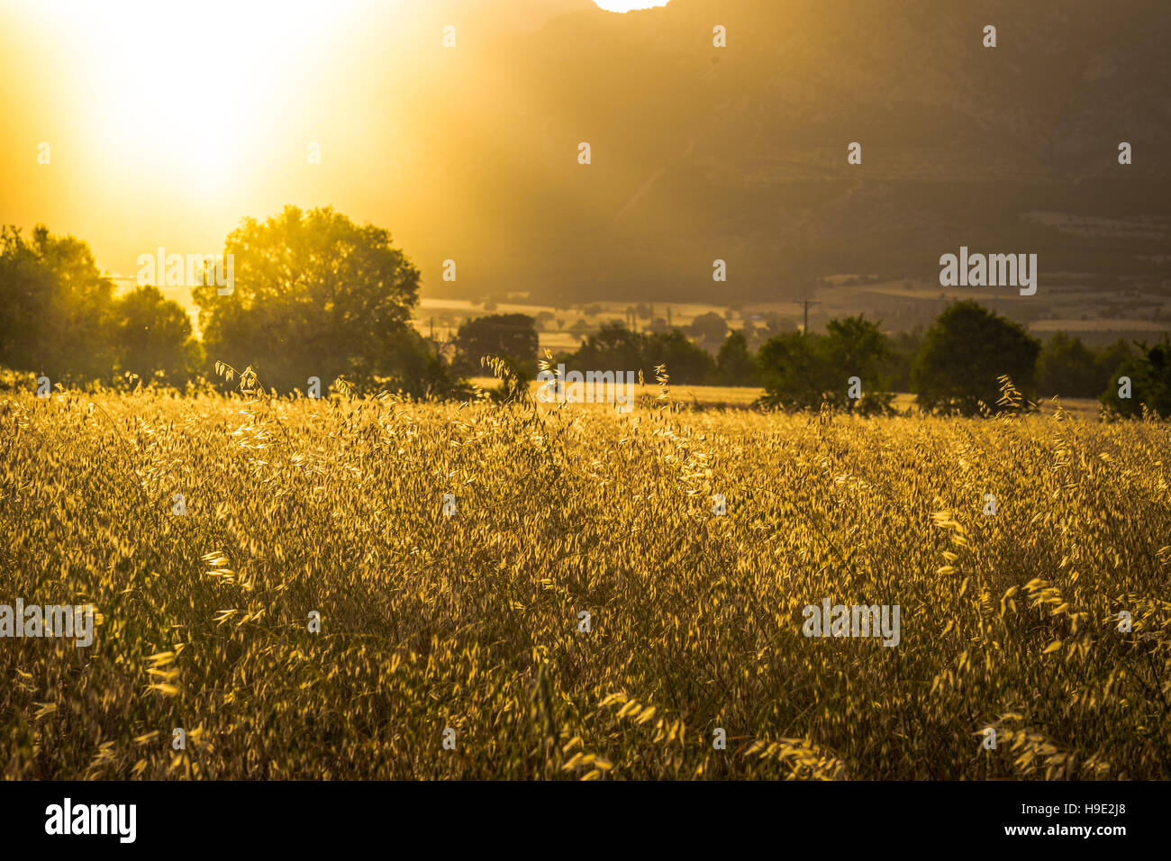 Wheat field sun hi-res stock photography and images - Alamy