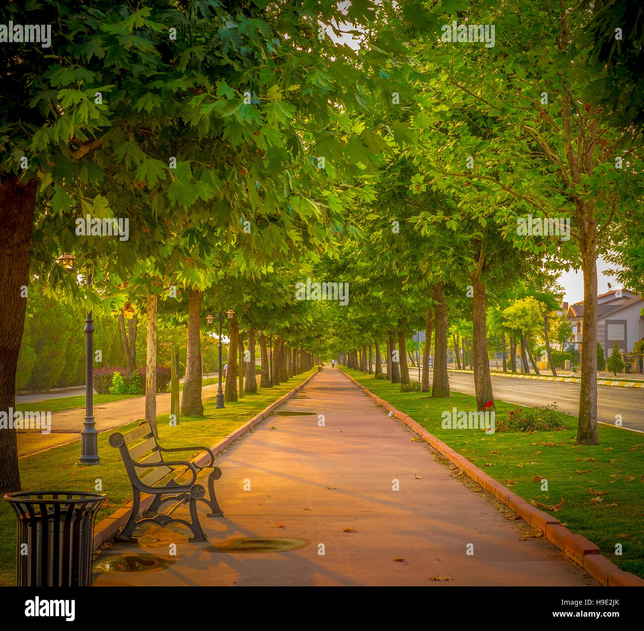 Park green trees hi-res stock photography and images - Alamy