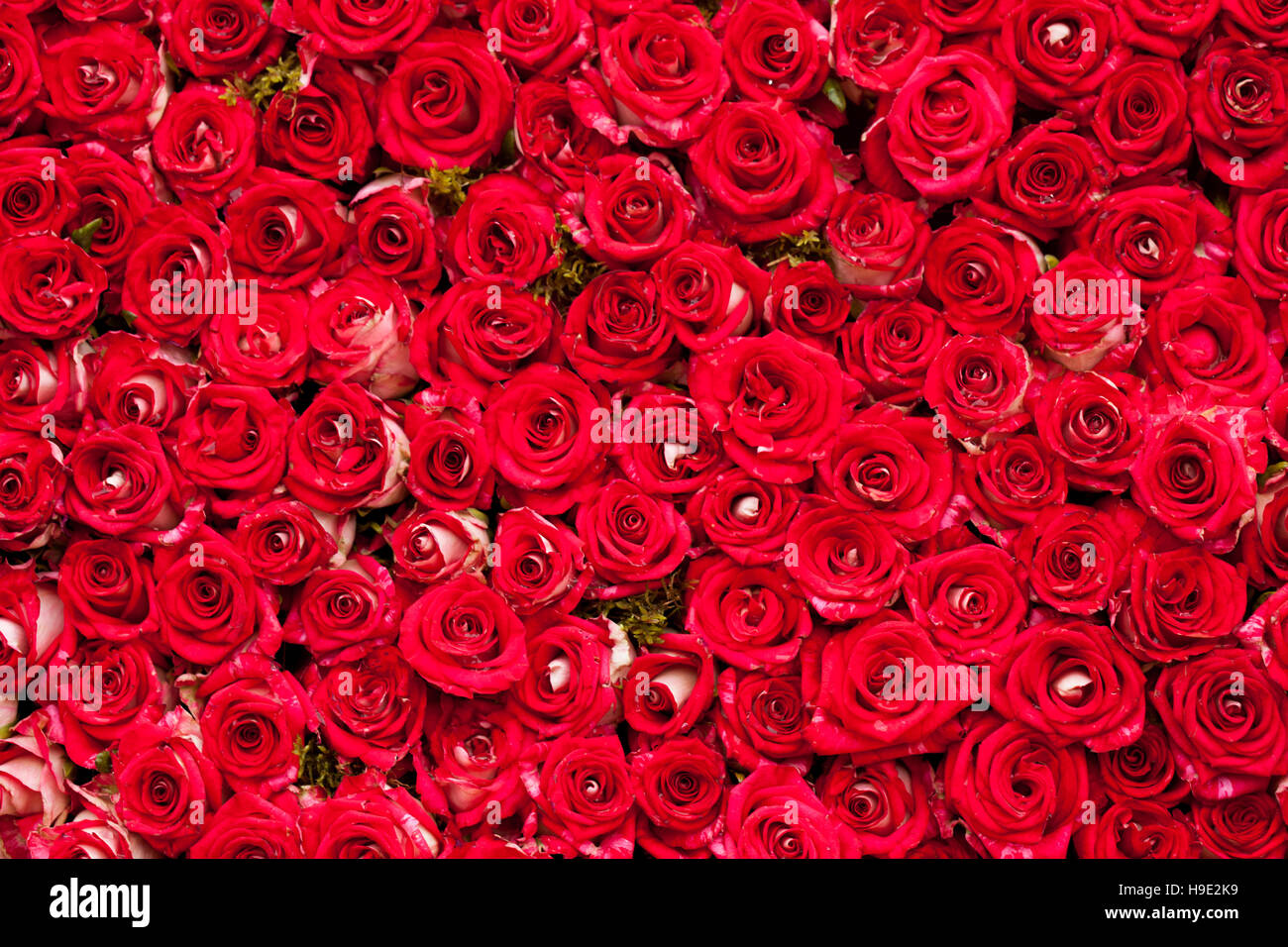 Red roses background Stock Photo - Alamy