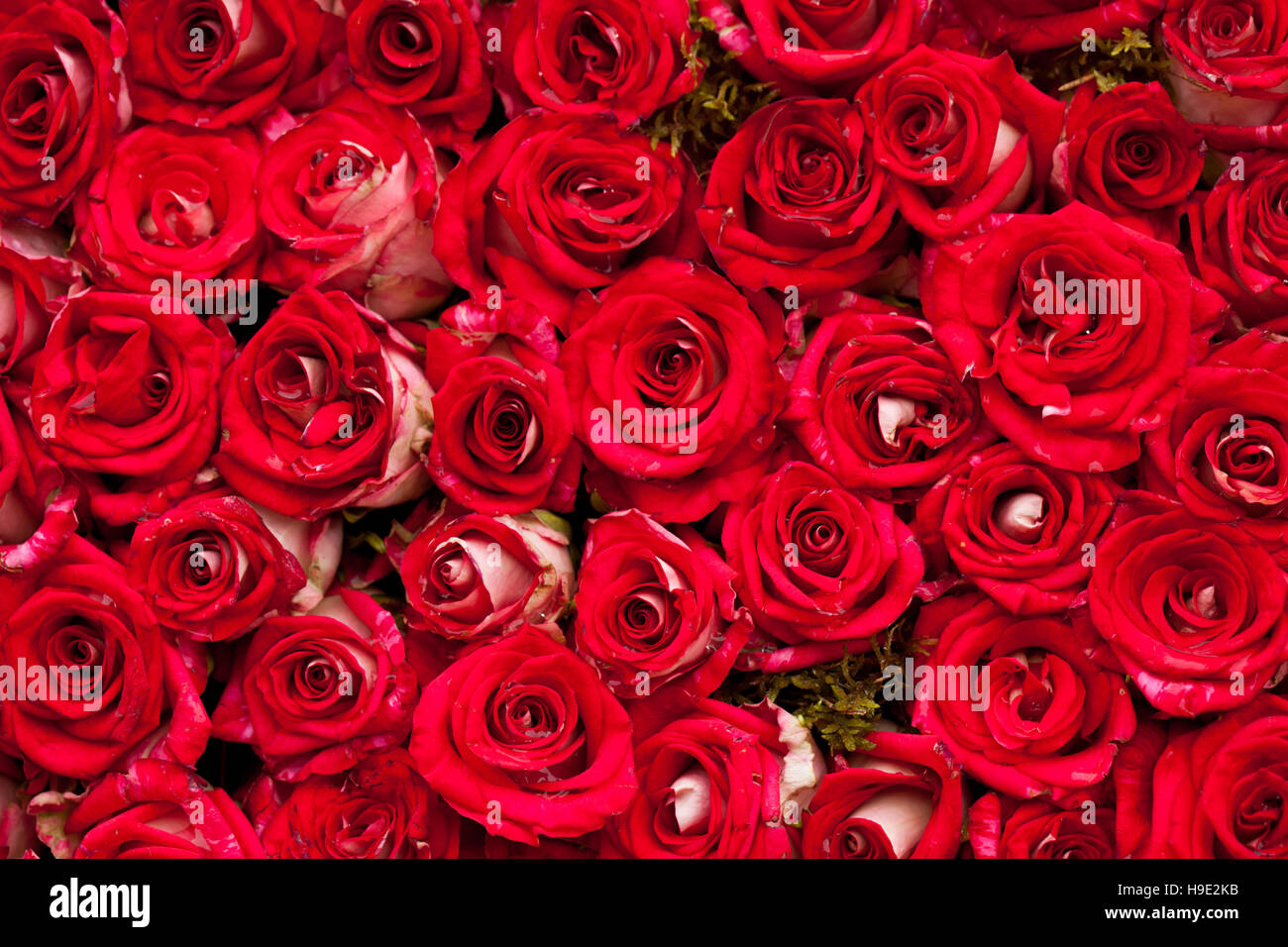 Red roses background Stock Photo - Alamy