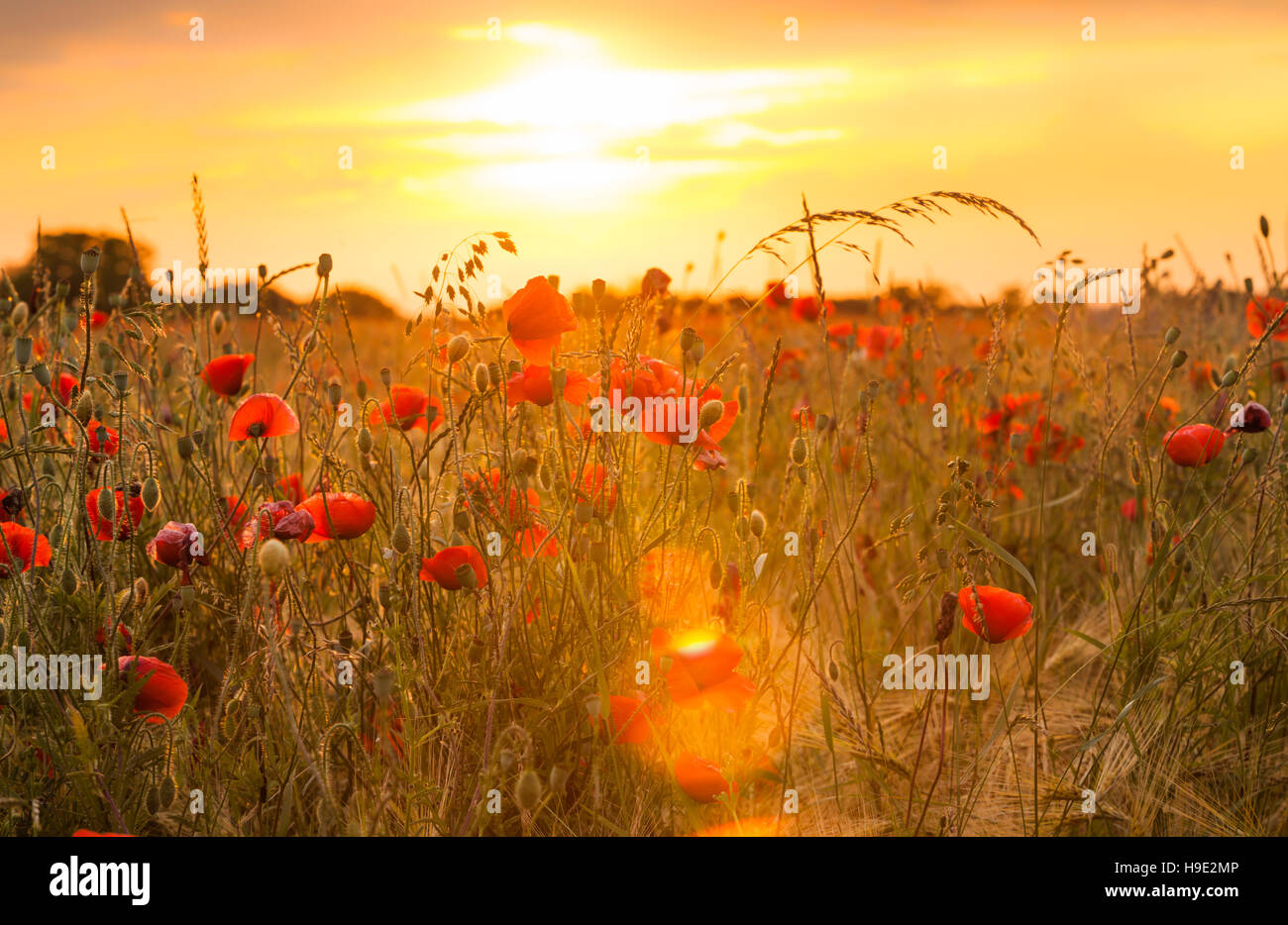 Wheat field with poppies Stock Photo - Alamy