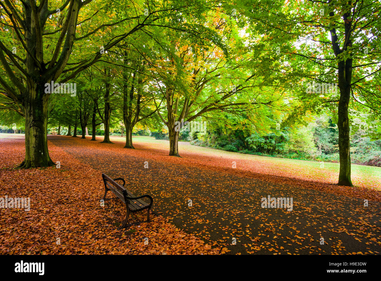 Bristol trees hi-res stock photography and images - Alamy