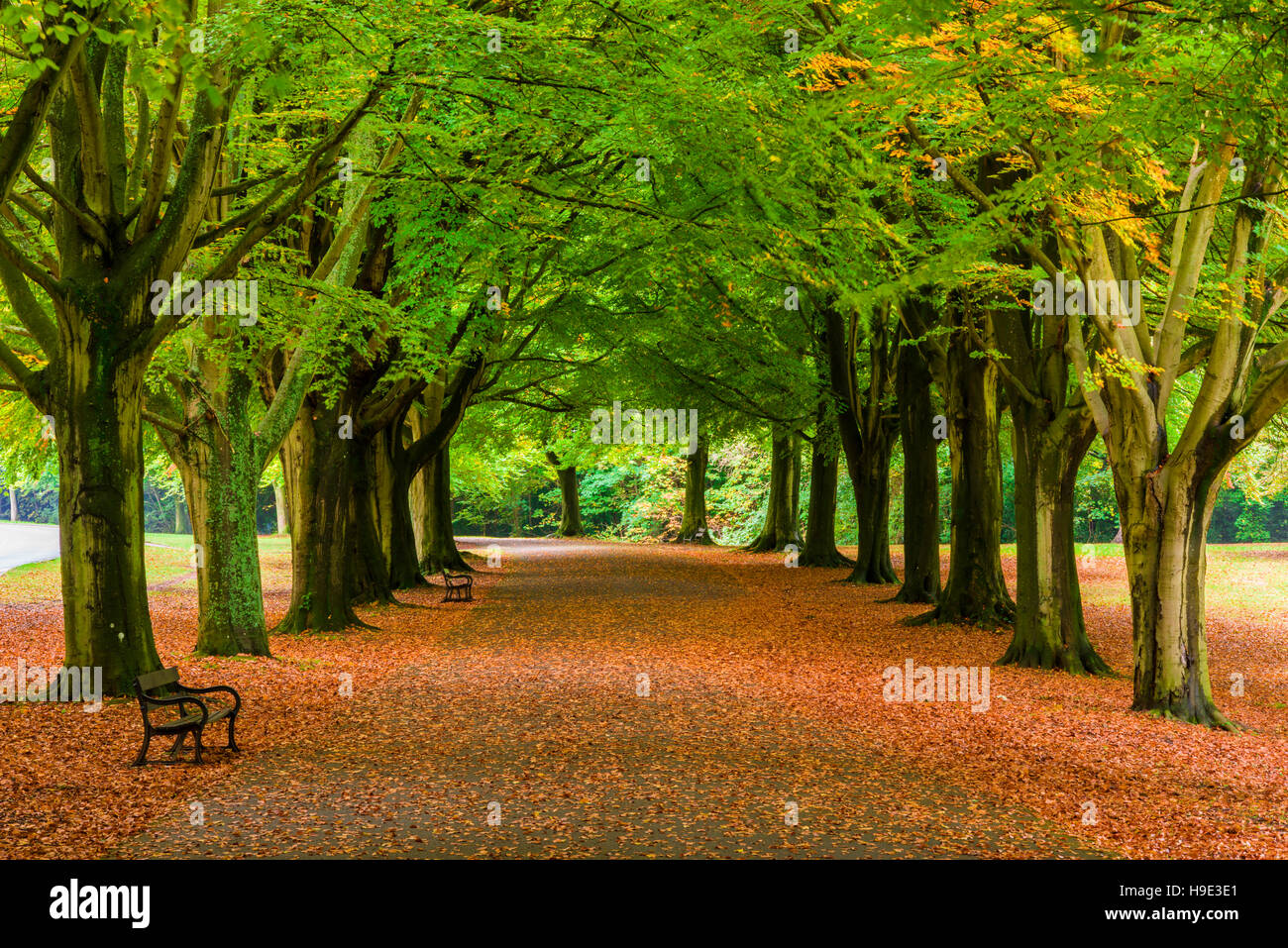 Autumn colour along The Promenade at Clifton Down. Bristol. England ...
