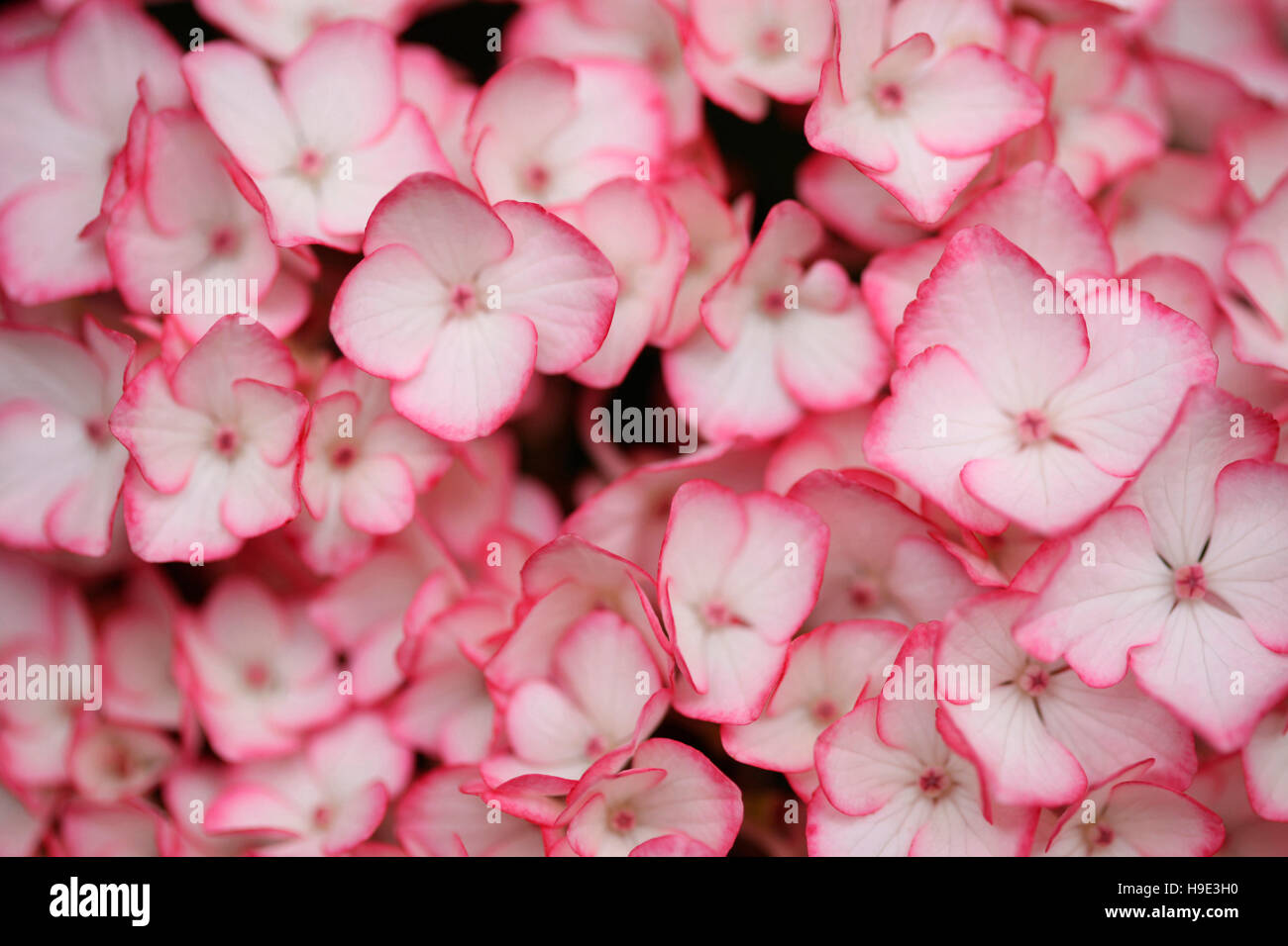 abundant hydrangea macrophylla 'sabrina' cluster of small white flowers ...