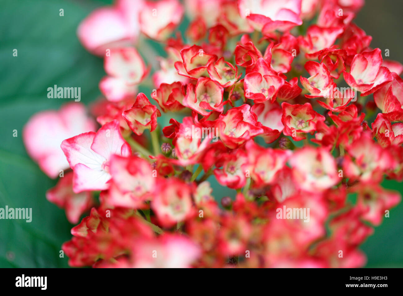 abundant hydrangea macrophylla 'sabrina' cluster of small white flowers ...