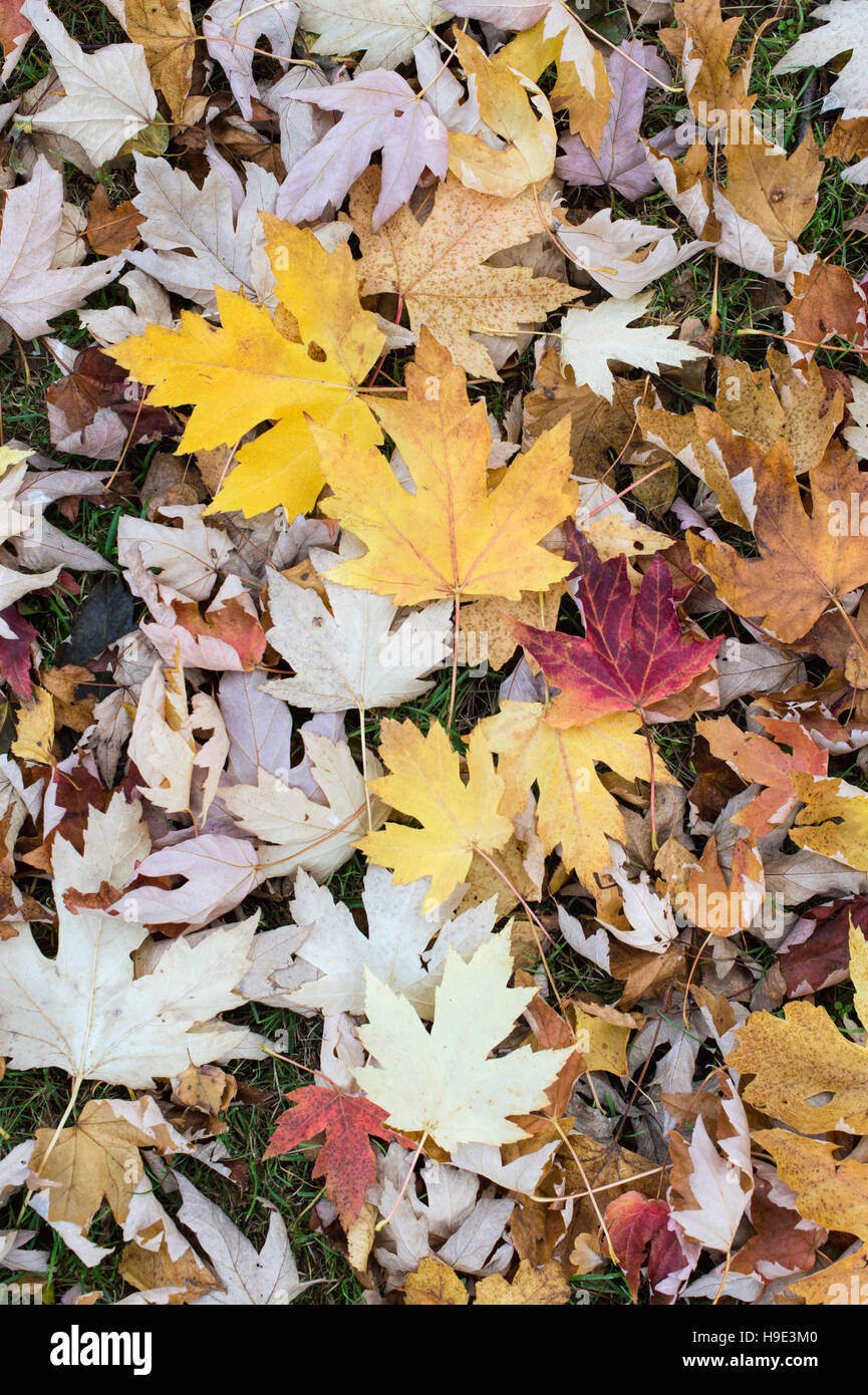 Sugar maple tree colors hi-res stock photography and images - Alamy