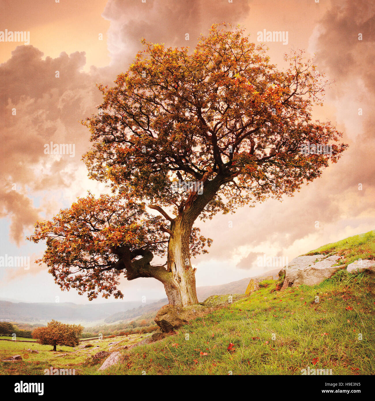 autumn oak tree Stock Photo - Alamy