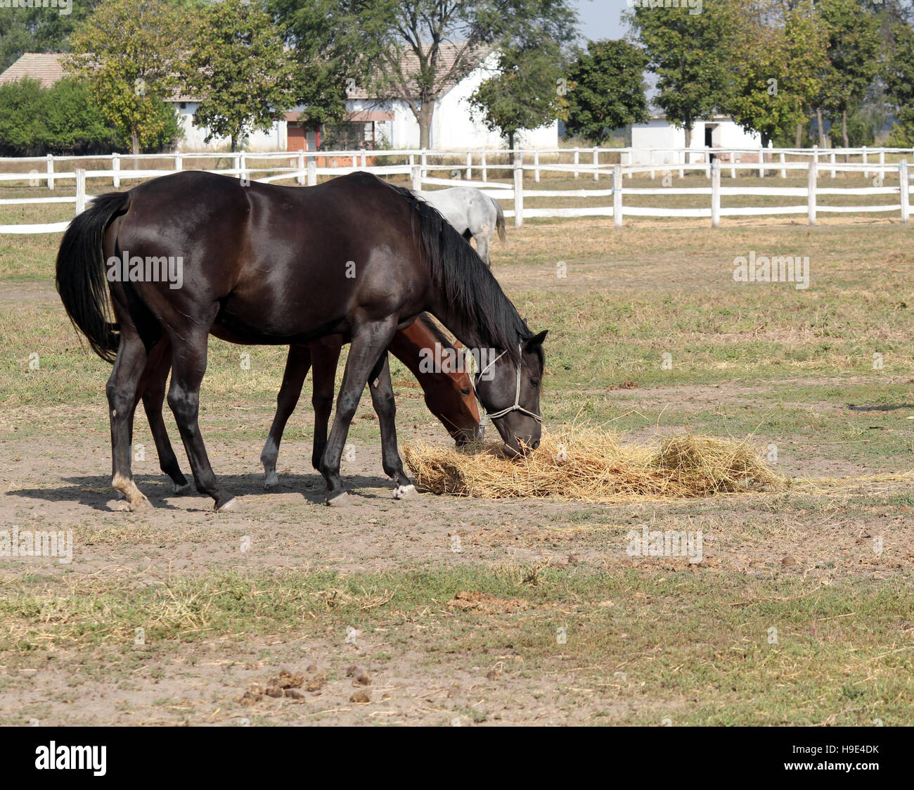 farm with horses eating hay Stock Photo - Alamy