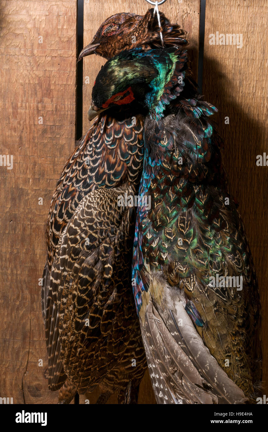 Brace of pheasants; a male and female against a wooden backdrop Stock ...