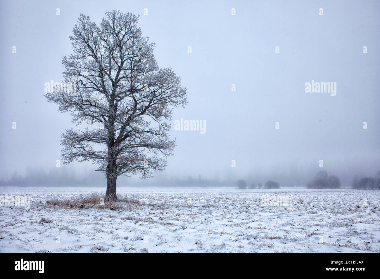 Lone oak tree in snow covered field Stock Photo - Alamy